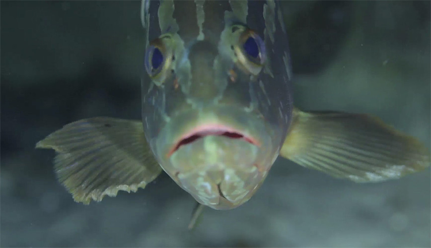 Fish Ears and Ocean Noise - Ocean Noise